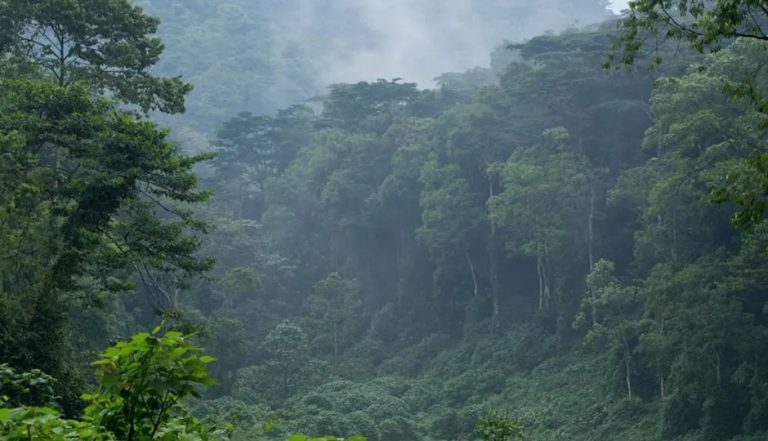 Things to See in the Park - Volcanoes National Park Rwanda