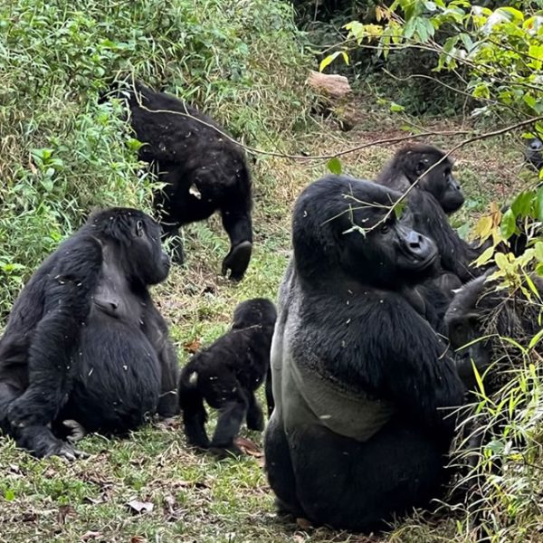 Gorilla Youth Fight Back Against Poachers - Volcanoes National Park Rwanda