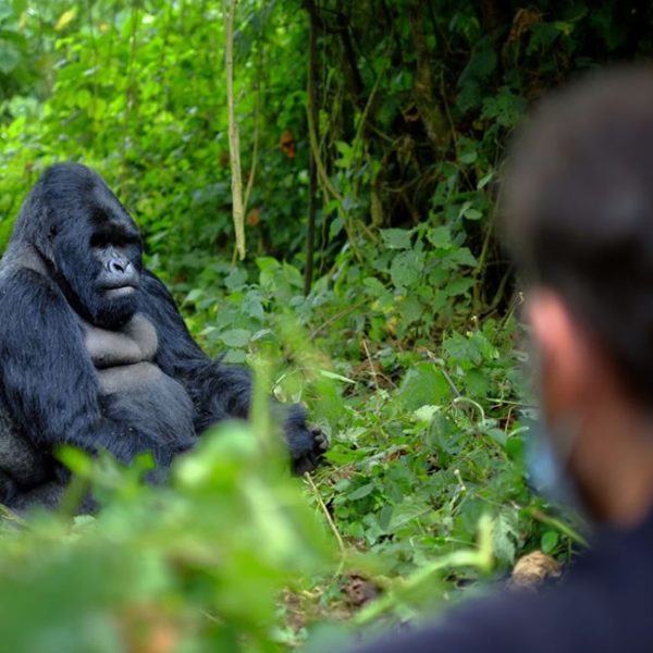 Gorilla Youth Fight Back Against Poachers - Volcanoes National Park Rwanda